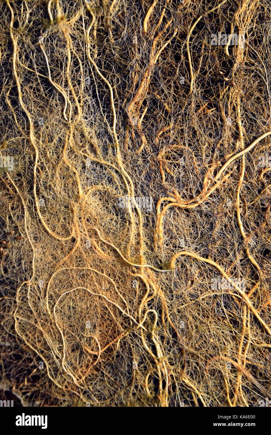 root brain or root System with algae, root Network, root mass, radicle ...
