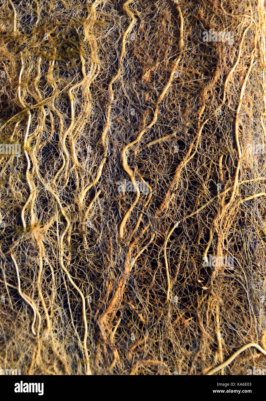 root brain or root System with algae, root Network, root mass, radicle ...