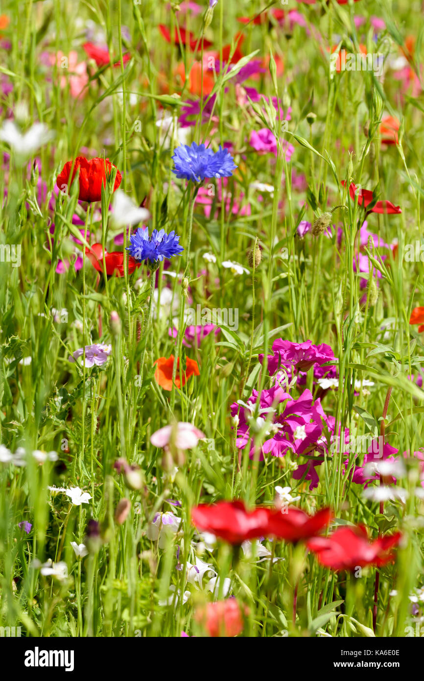 Wild flower meadow flower seed mix growing in a flower bed Stock Photo ...