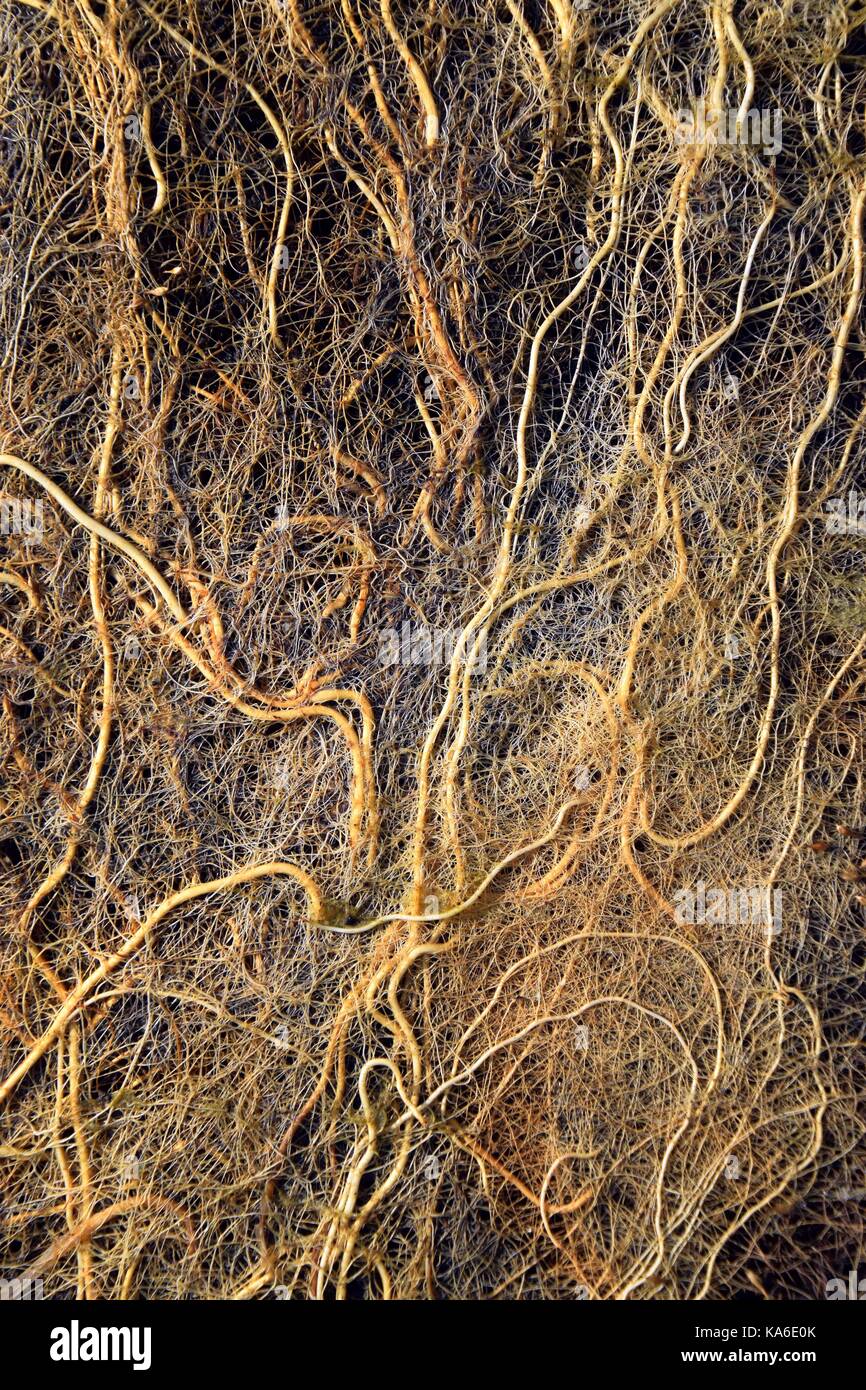 root brain or root System with algae, root Network, root mass, radicle ...