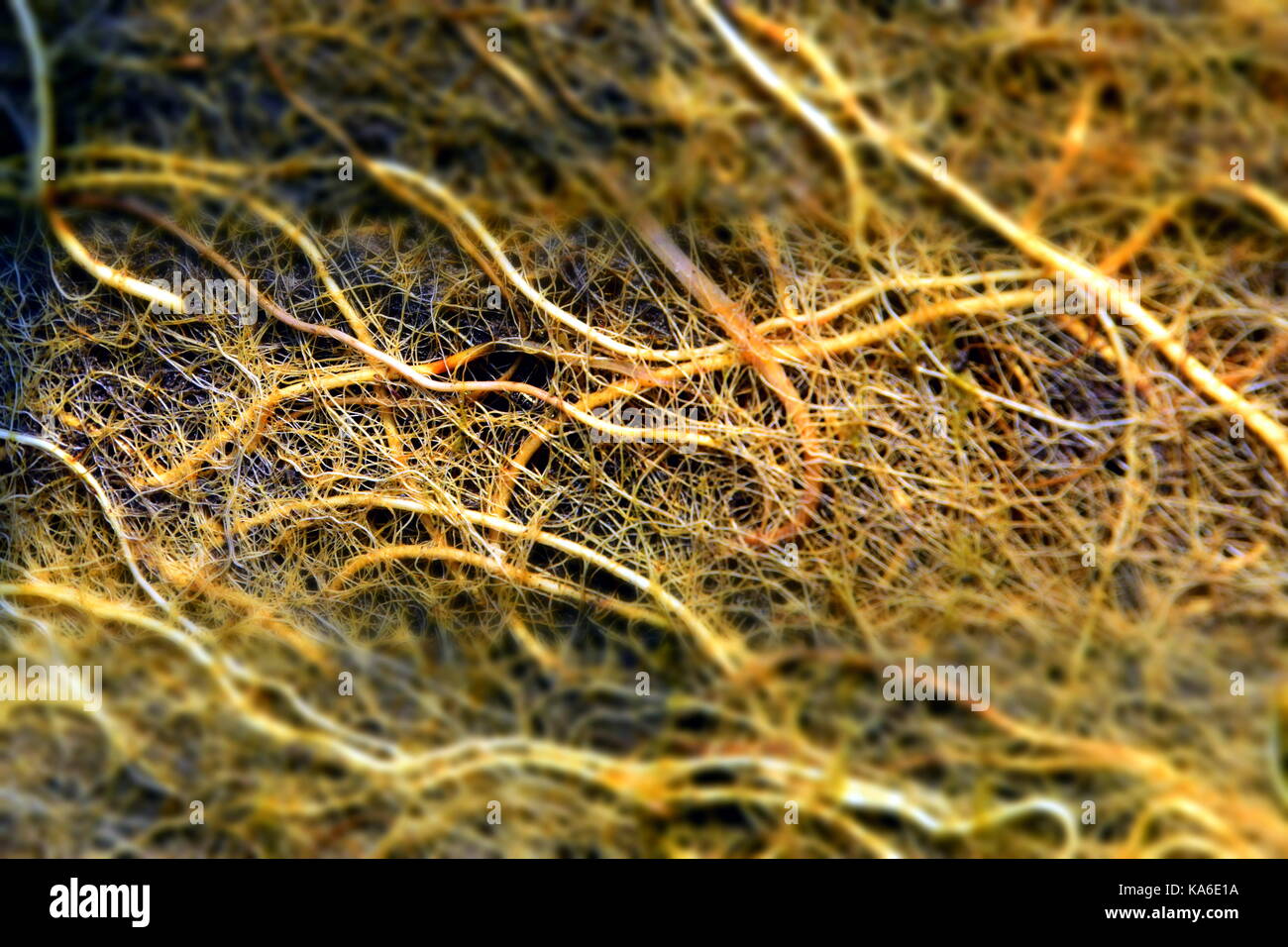 root brain or root System with algae, root Network, root mass, radicle ...