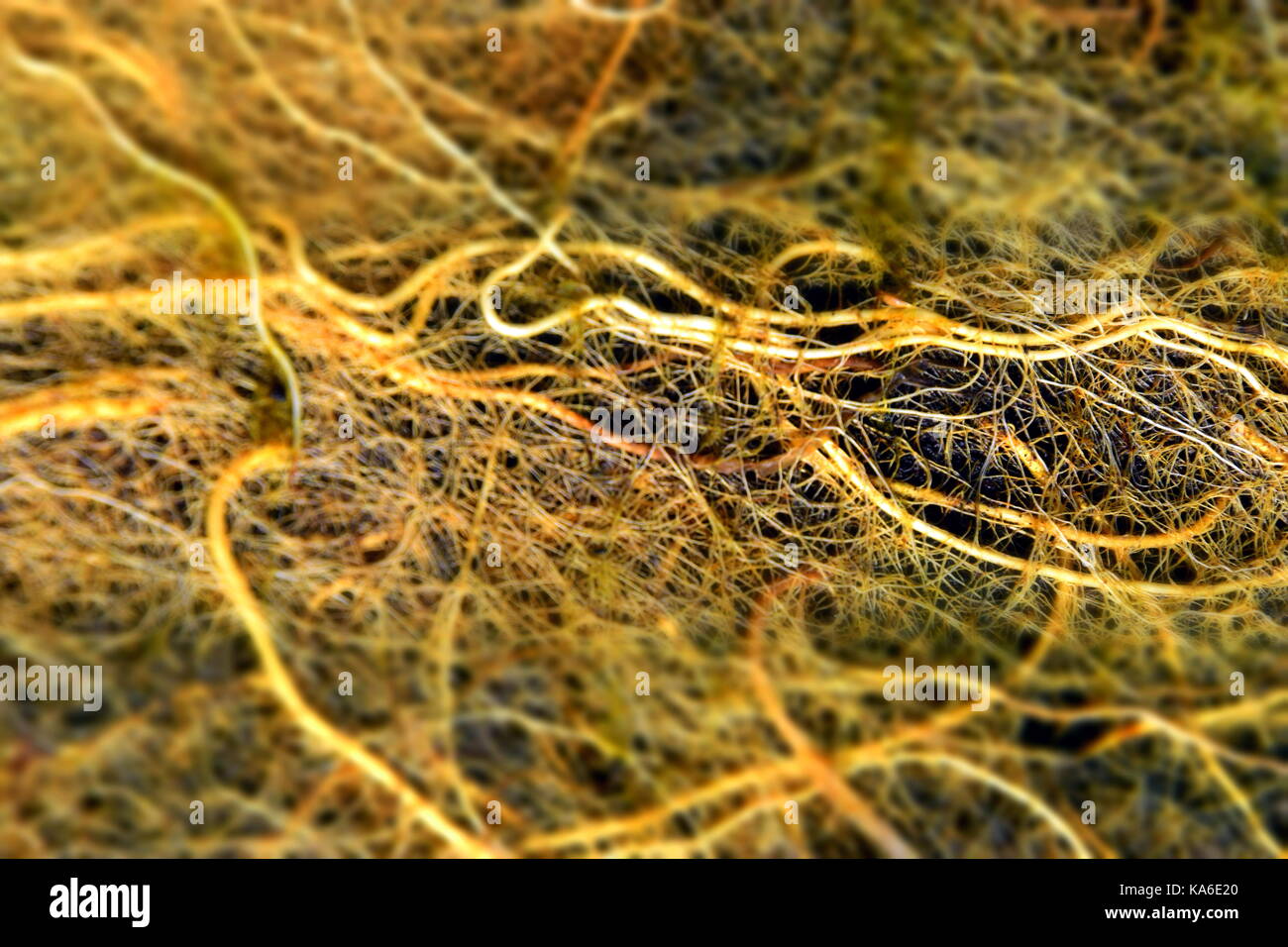 Homorhizie hi-res stock photography and images - Alamy