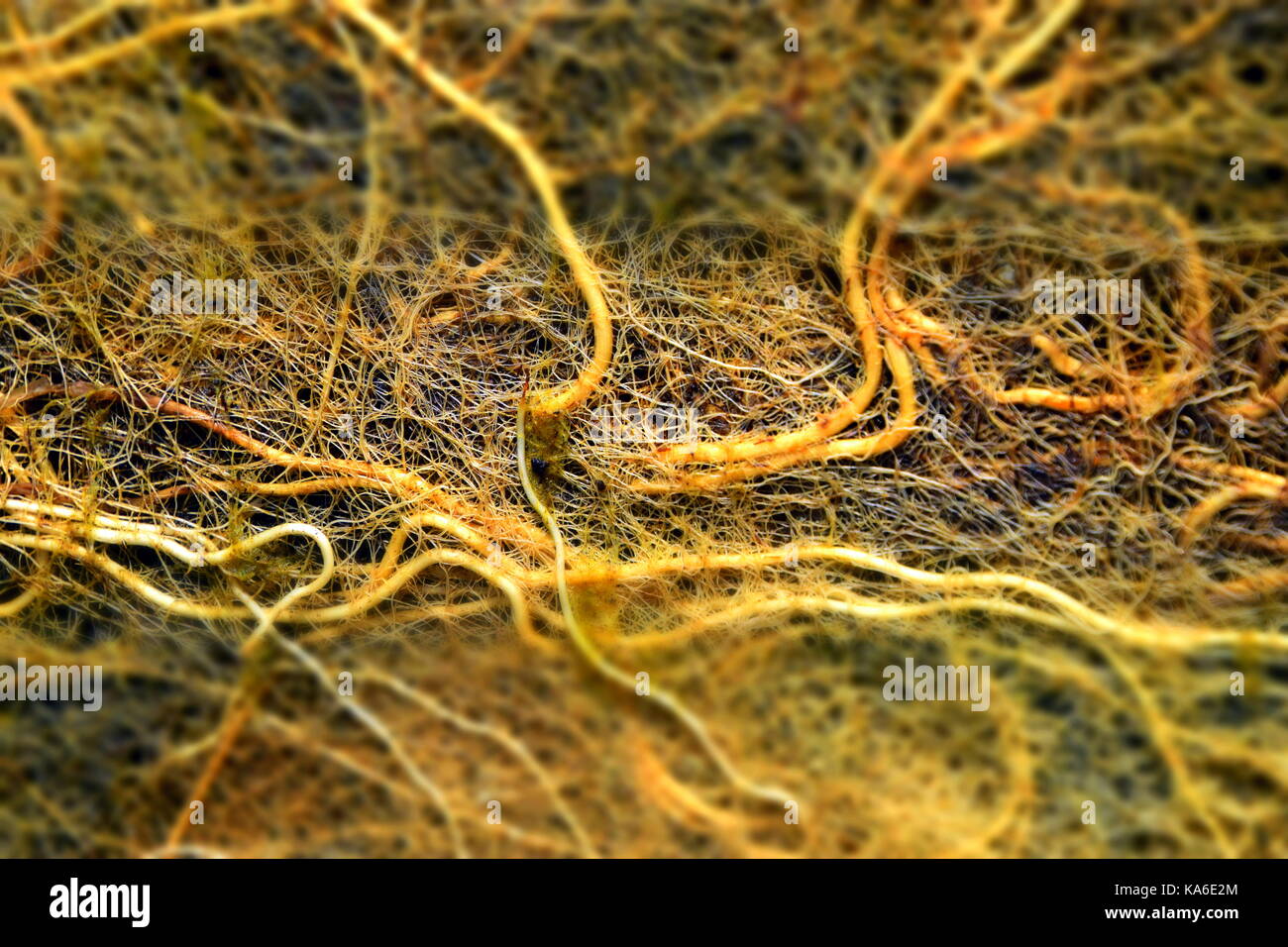 root brain or root System with algae, root Network, root mass, radicle ...