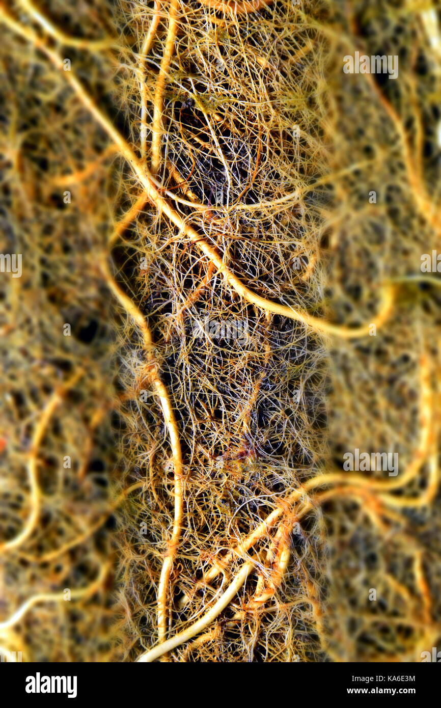 root brain or root System with algae, root Network, root mass, radicle ...