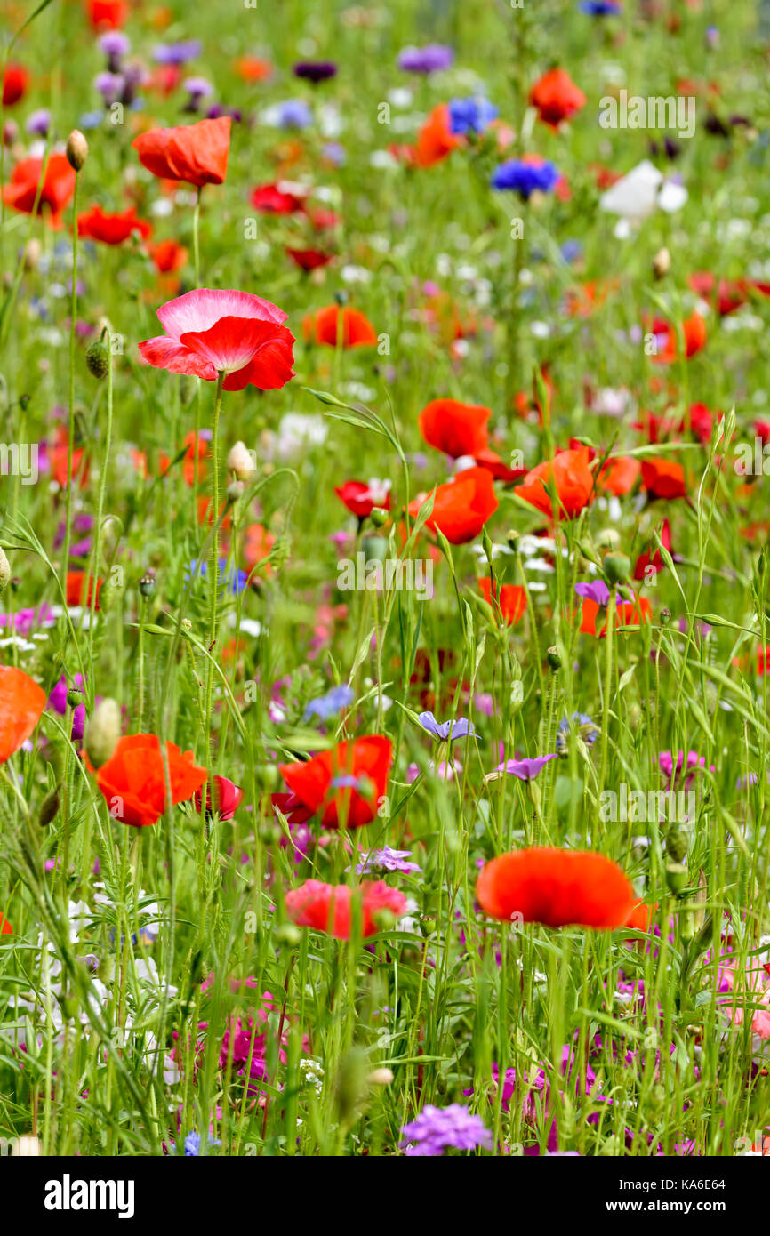 Wild flower meadow flower seed mix growing in a flower bed Stock Photo ...