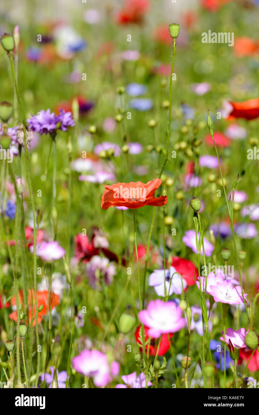 Wild flower meadow flower seed mix growing in a flower bed Stock Photo ...