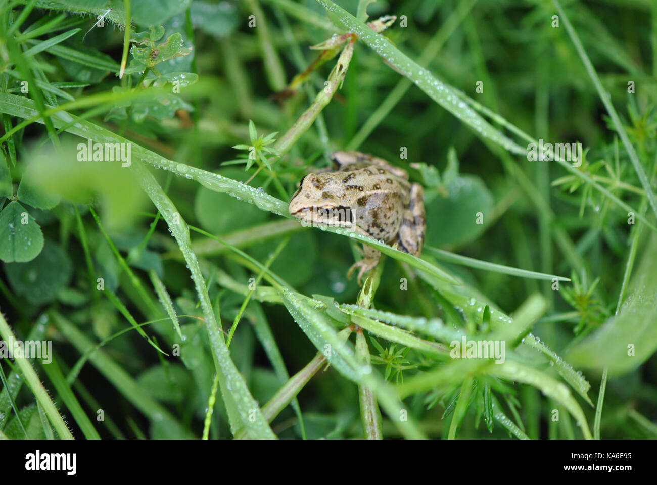 close up of frog Stock Photo - Alamy
