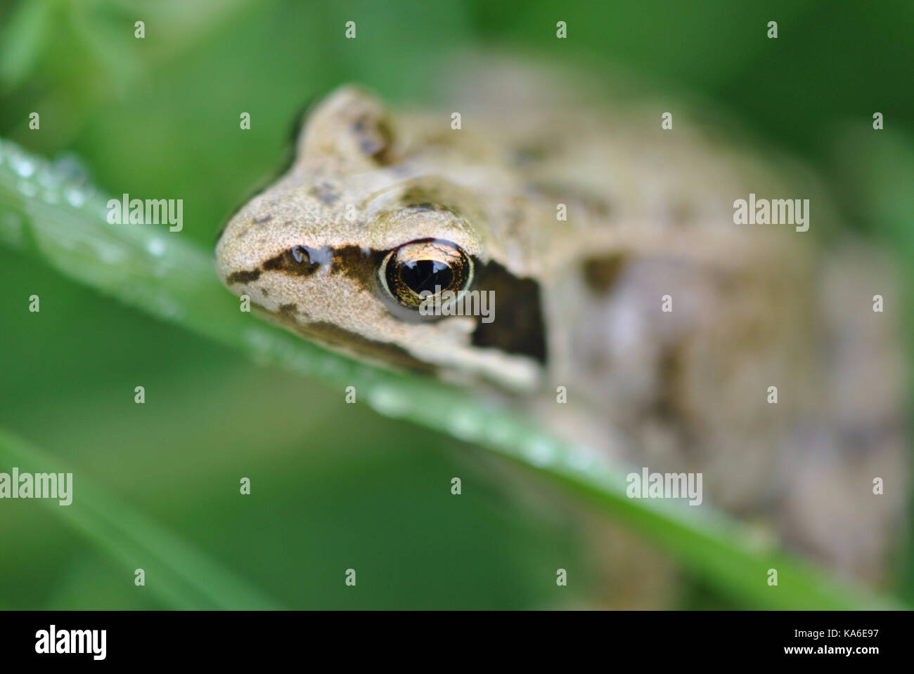 close up of frog Stock Photo - Alamy