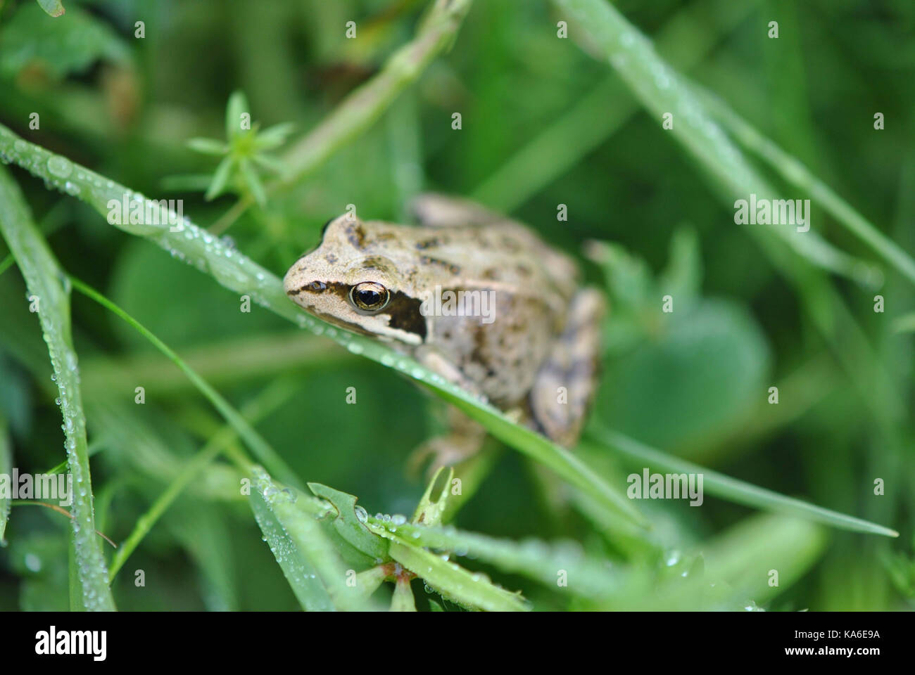 close up of frog Stock Photo - Alamy