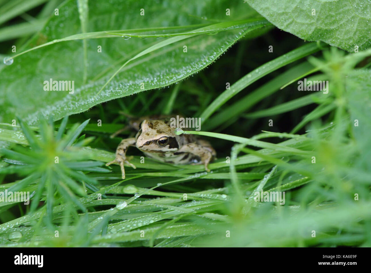 close up of frog Stock Photo - Alamy