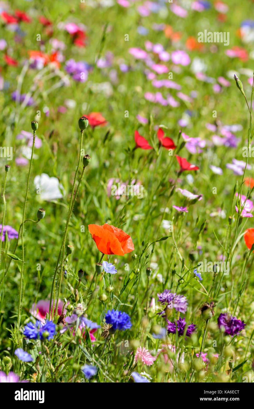 Growing mix hi-res stock photography and images - Alamy