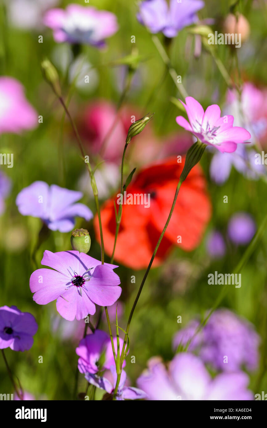 Corn Cockle Agrostemma githago growing in a Wild flower seed mix flower ...