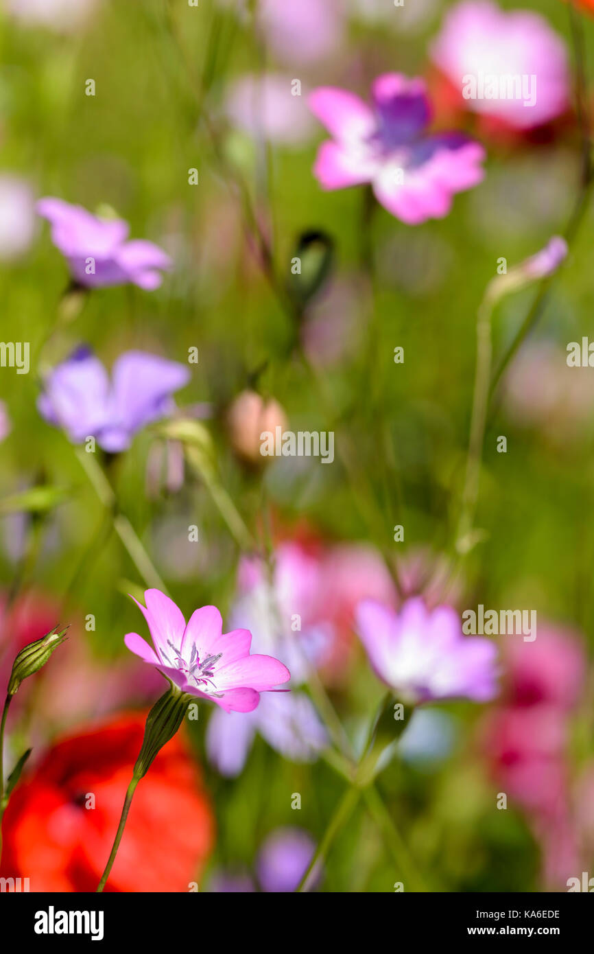 Corn Cockle Agrostemma githago growing in a Wild flower seed mix flower ...
