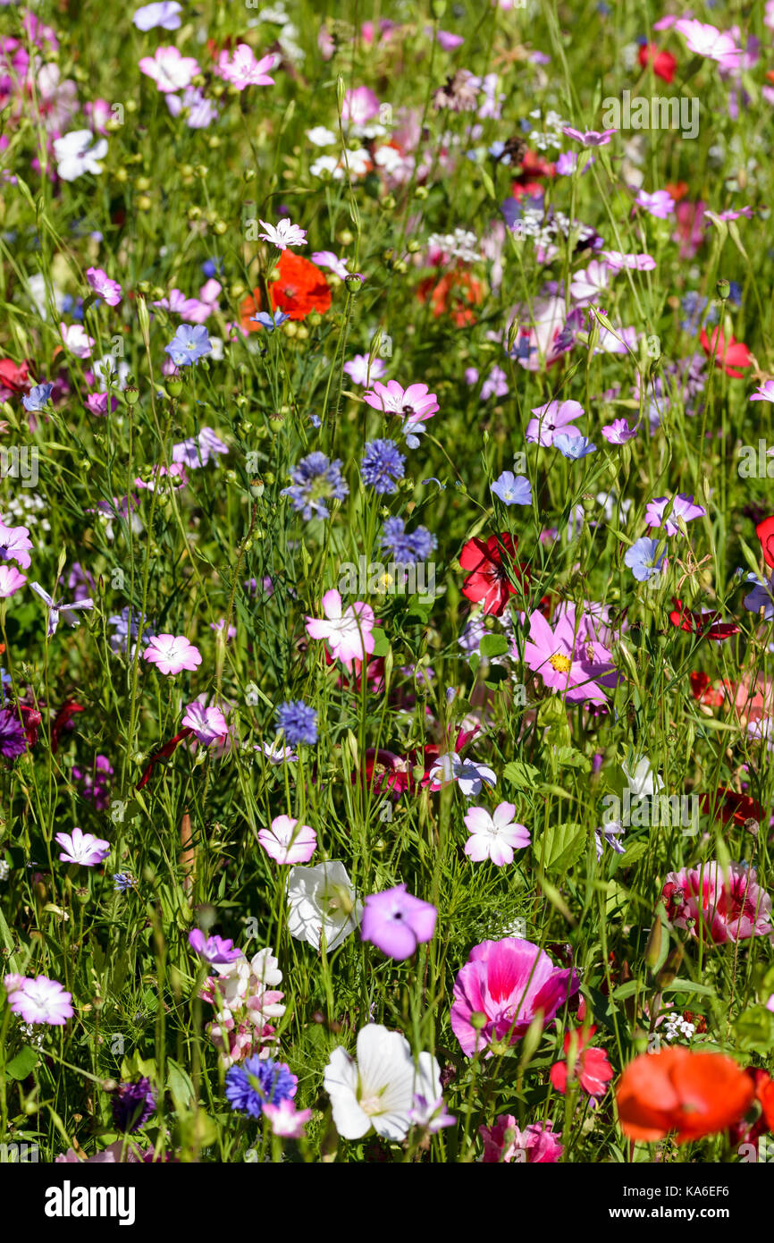 Wild flower meadow flower seed mix growing in a flower bed Stock Photo ...