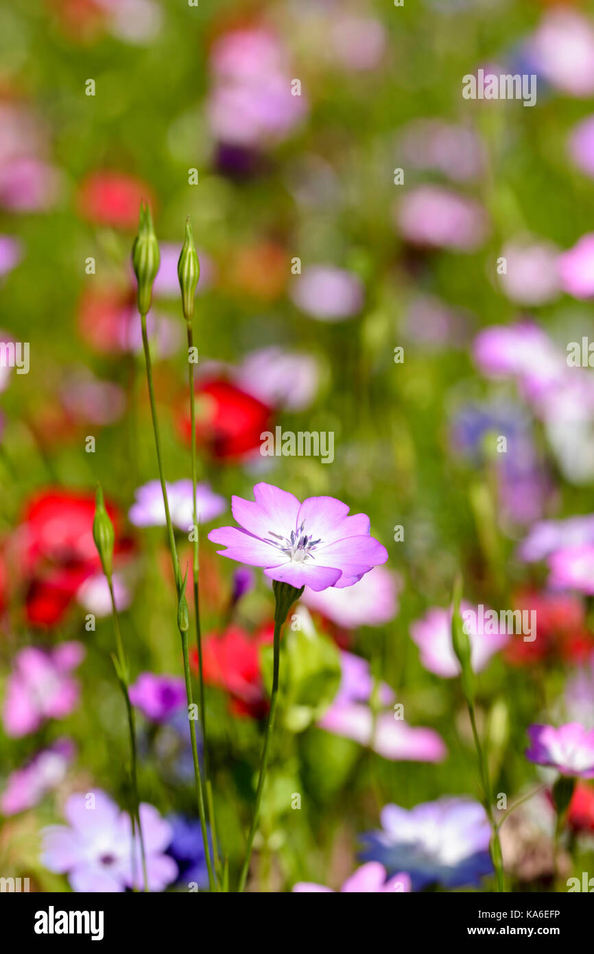 Corn Cockle Agrostemma githago growing in a Wild flower seed mix flower ...