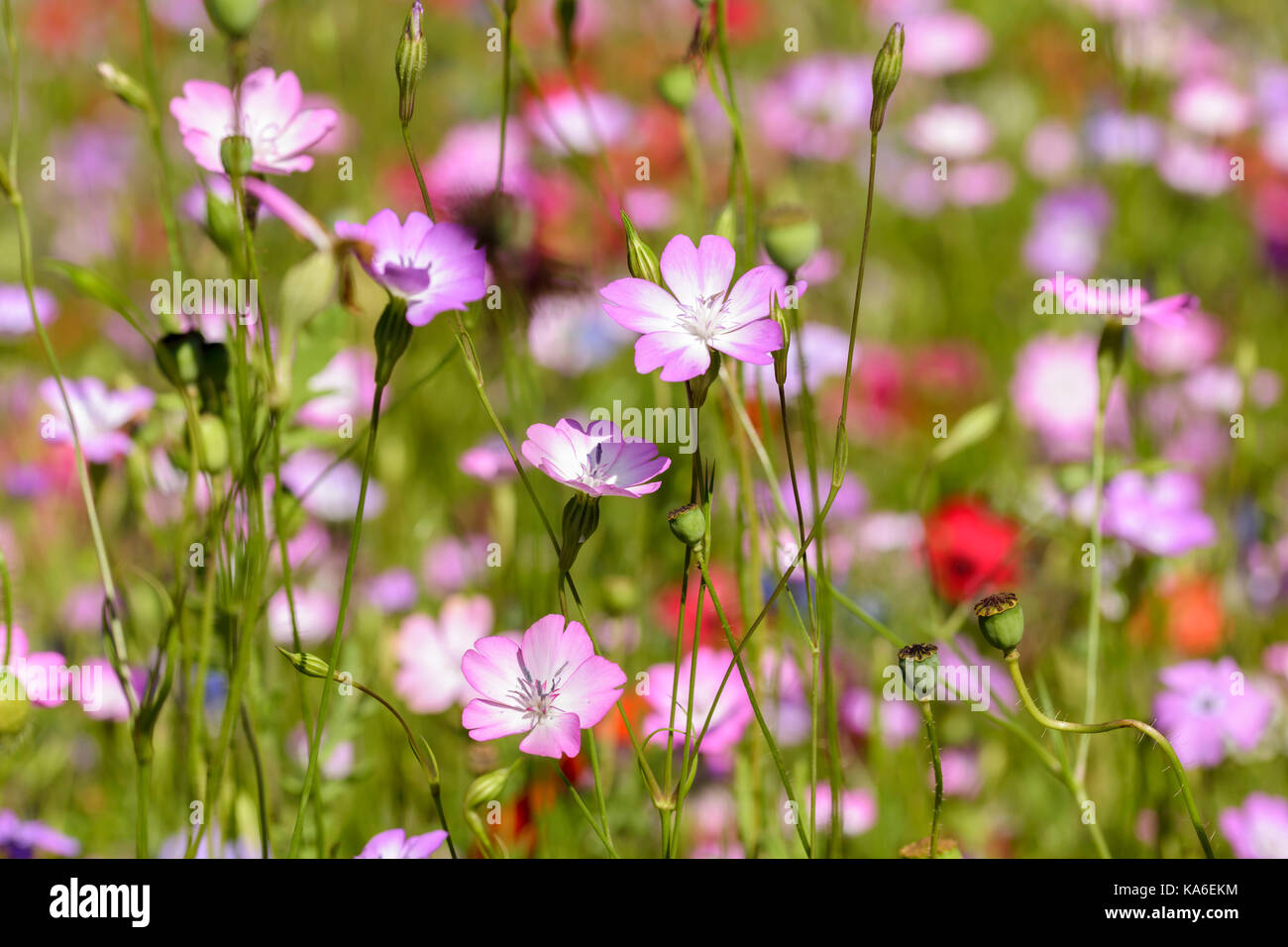 Corn Cockle Agrostemma githago growing in a Wild flower seed mix flower ...