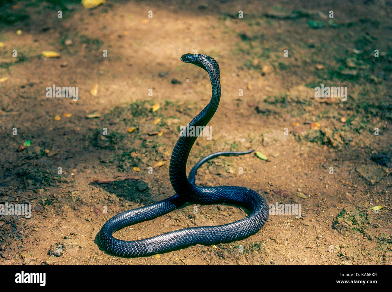 Black cobra hi-res stock photography and images - Alamy