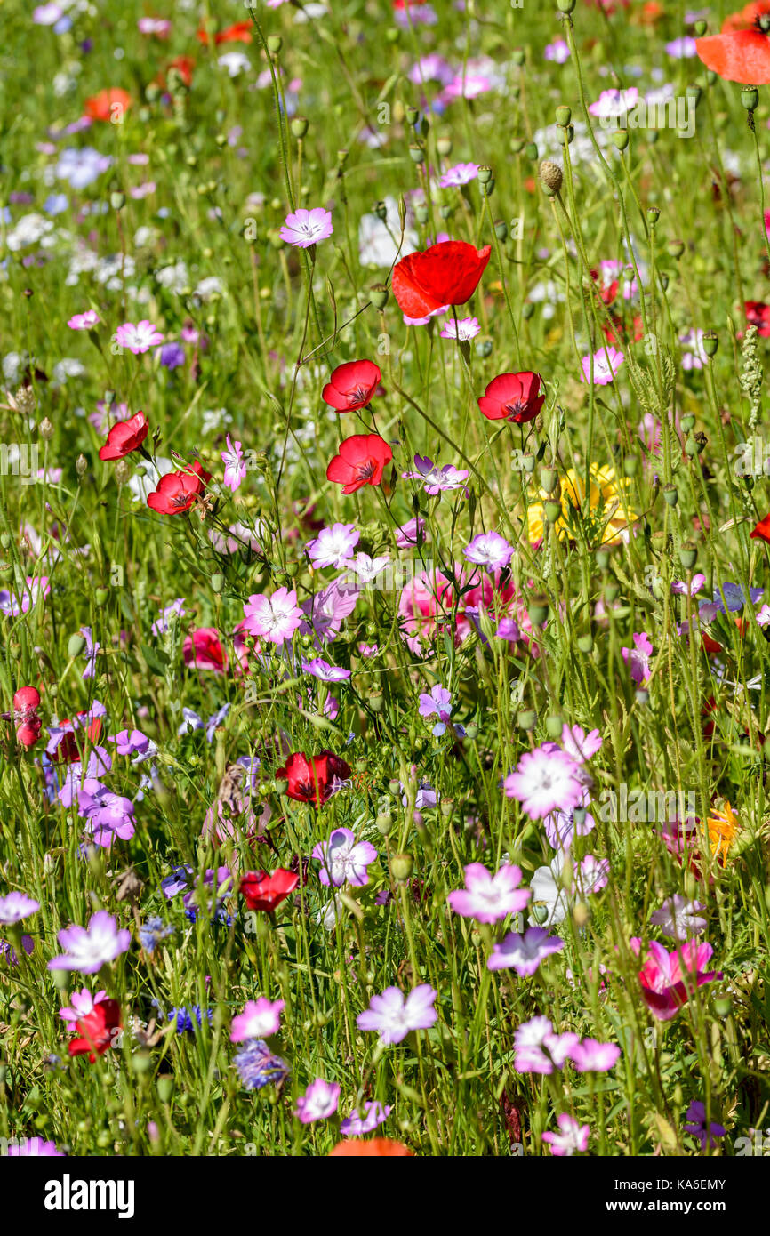 Wild flower meadow flower seed mix growing in a flower bed Stock Photo ...