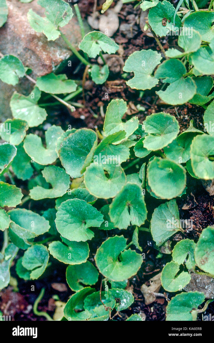 centella asiatica plant India Asia - stp 258978 Stock Photo - Alamy