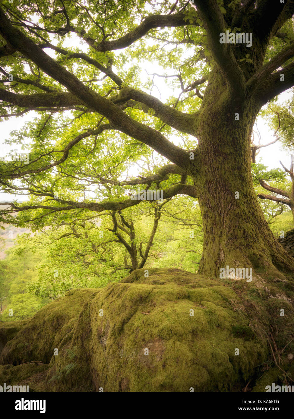Old coppice tree hi-res stock photography and images - Alamy