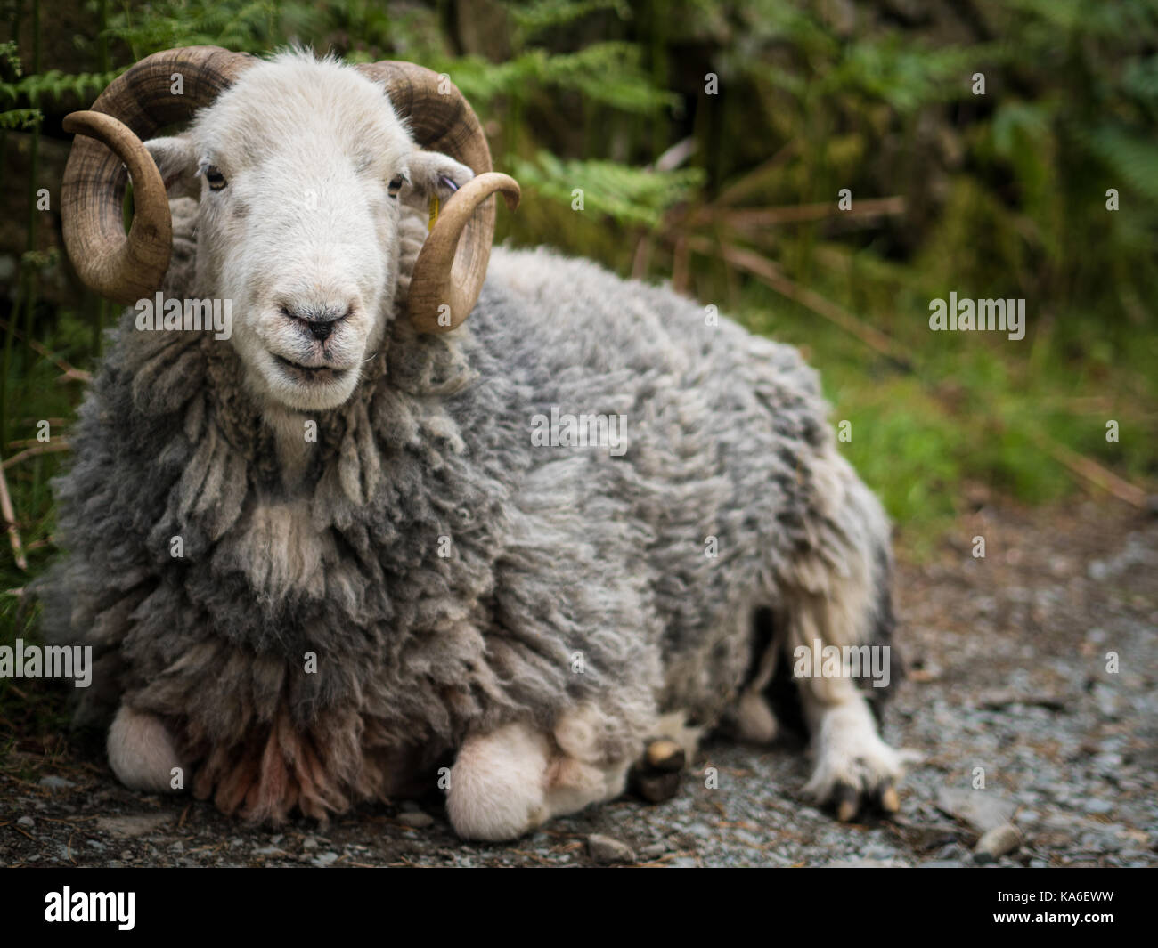 A Herdwick Ram, just chillin on the path Stock Photo - Alamy