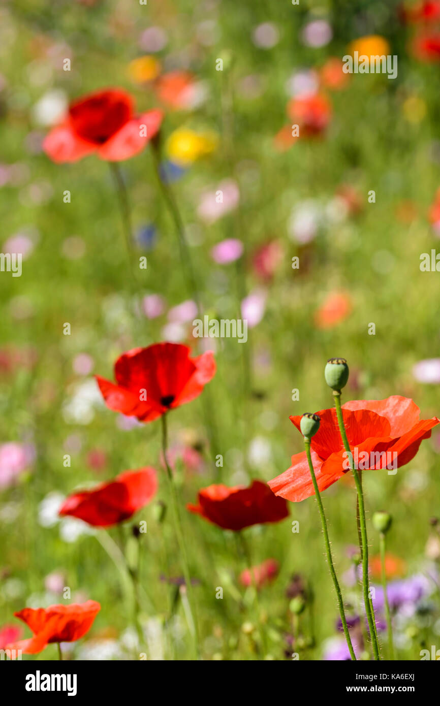 Field Poppy Papaver rhoeas growing in a wild seed grown meadow Stock ...