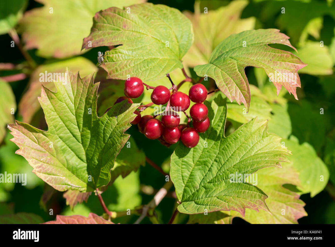 Globose berries hi-res stock photography and images - Alamy