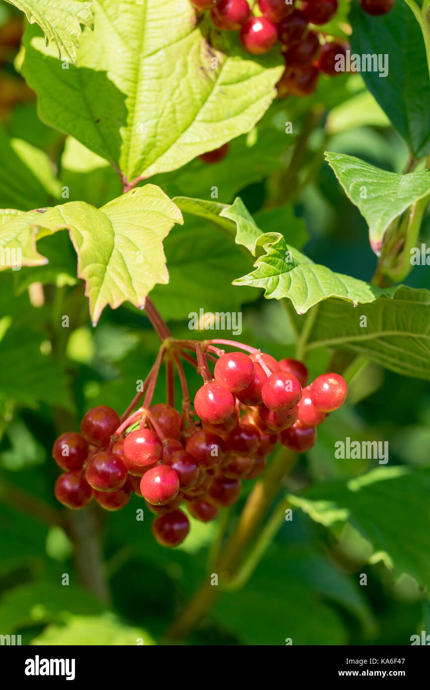 Globose berries hi-res stock photography and images - Alamy