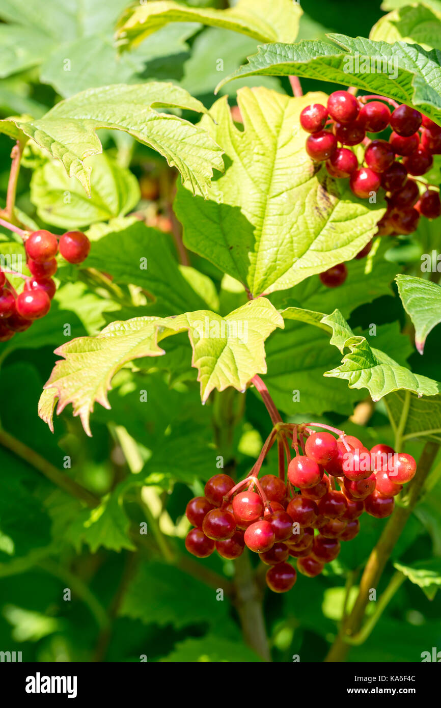 Globose fruits hi-res stock photography and images - Alamy