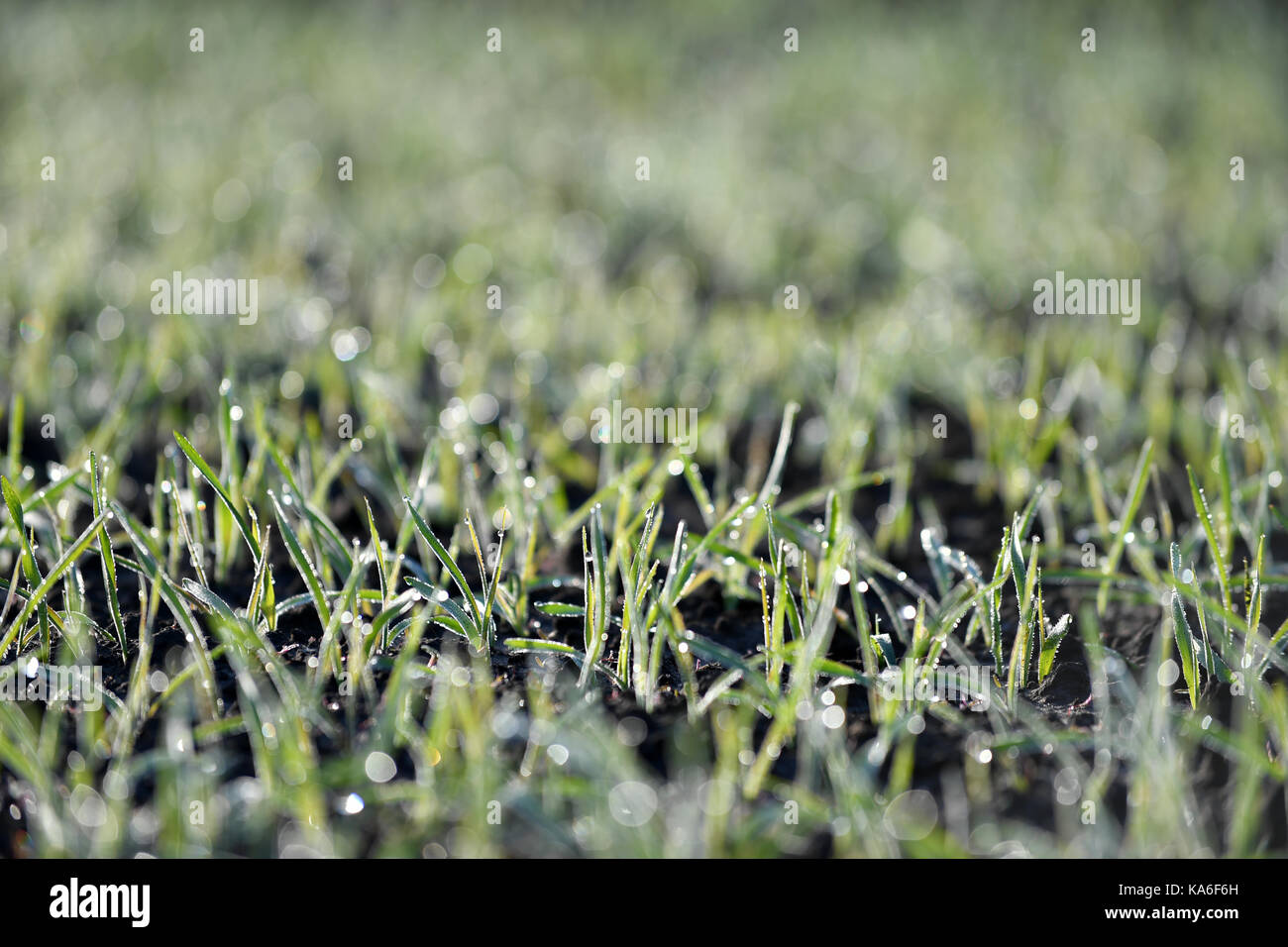 Green grass with moist hi-res stock photography and images - Alamy