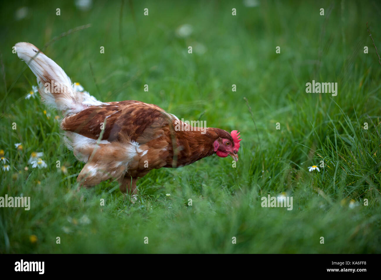 Intensive mass animal farming hi-res stock photography and images - Alamy