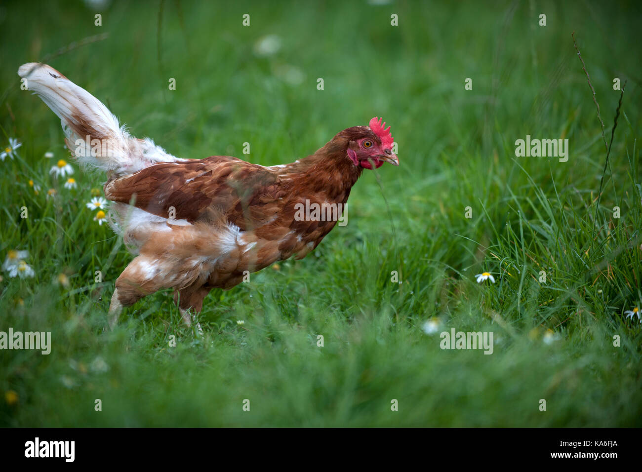 Intensive mass animal farming hi-res stock photography and images - Alamy