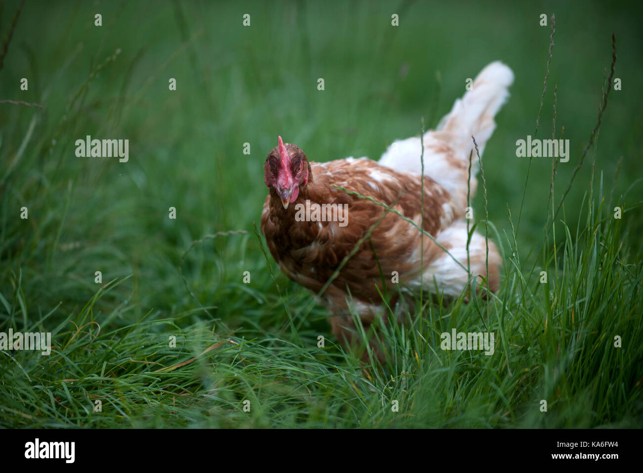 Intensive mass animal farming hi-res stock photography and images - Alamy