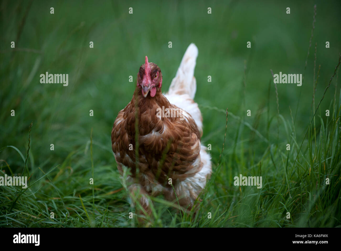Chicken farm intensive hi-res stock photography and images - Alamy