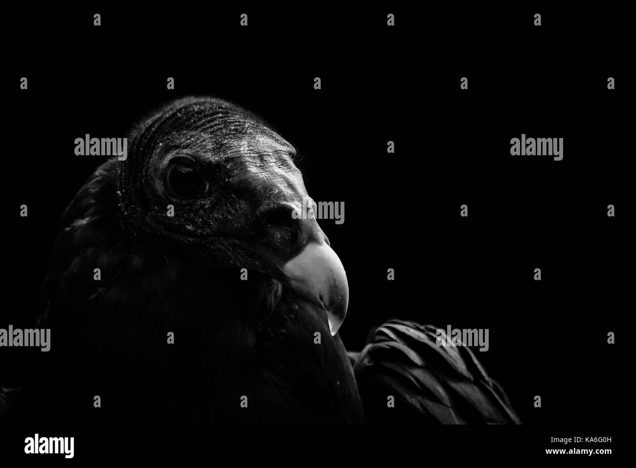 Turkey Buzzard head shot on dark background Stock Photo - Alamy