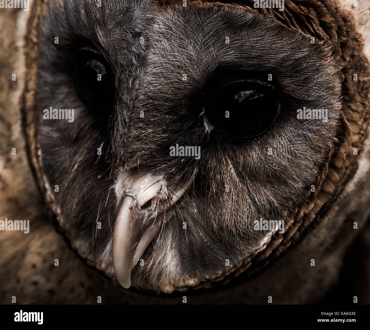 Ashy-faced Owl head close up on dark background Stock Photo - Alamy