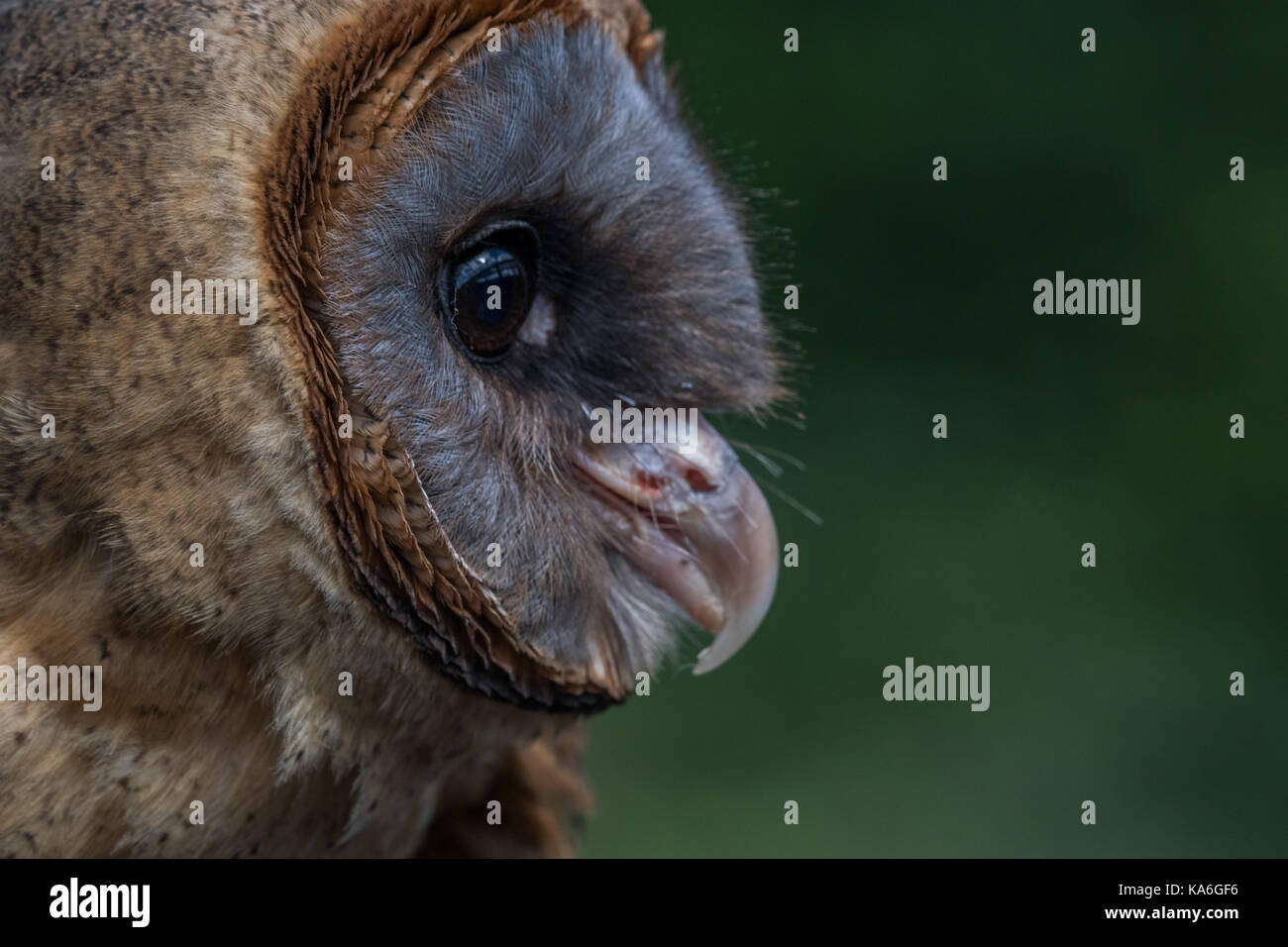 Ashy-faced Owl head close up on dark background Stock Photo - Alamy