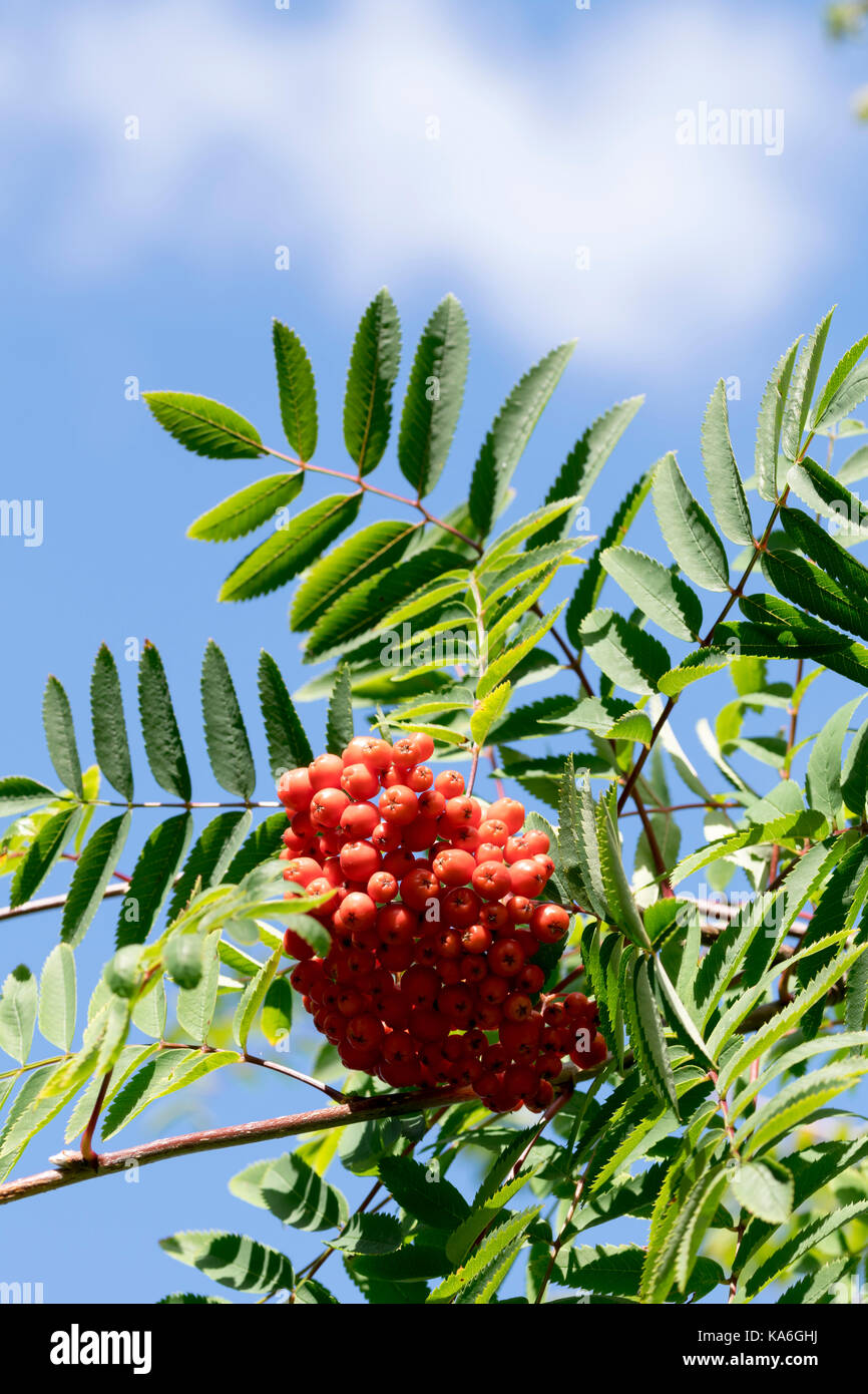 Rowan tree fruits Sorbus aucuparia Stock Photo - Alamy