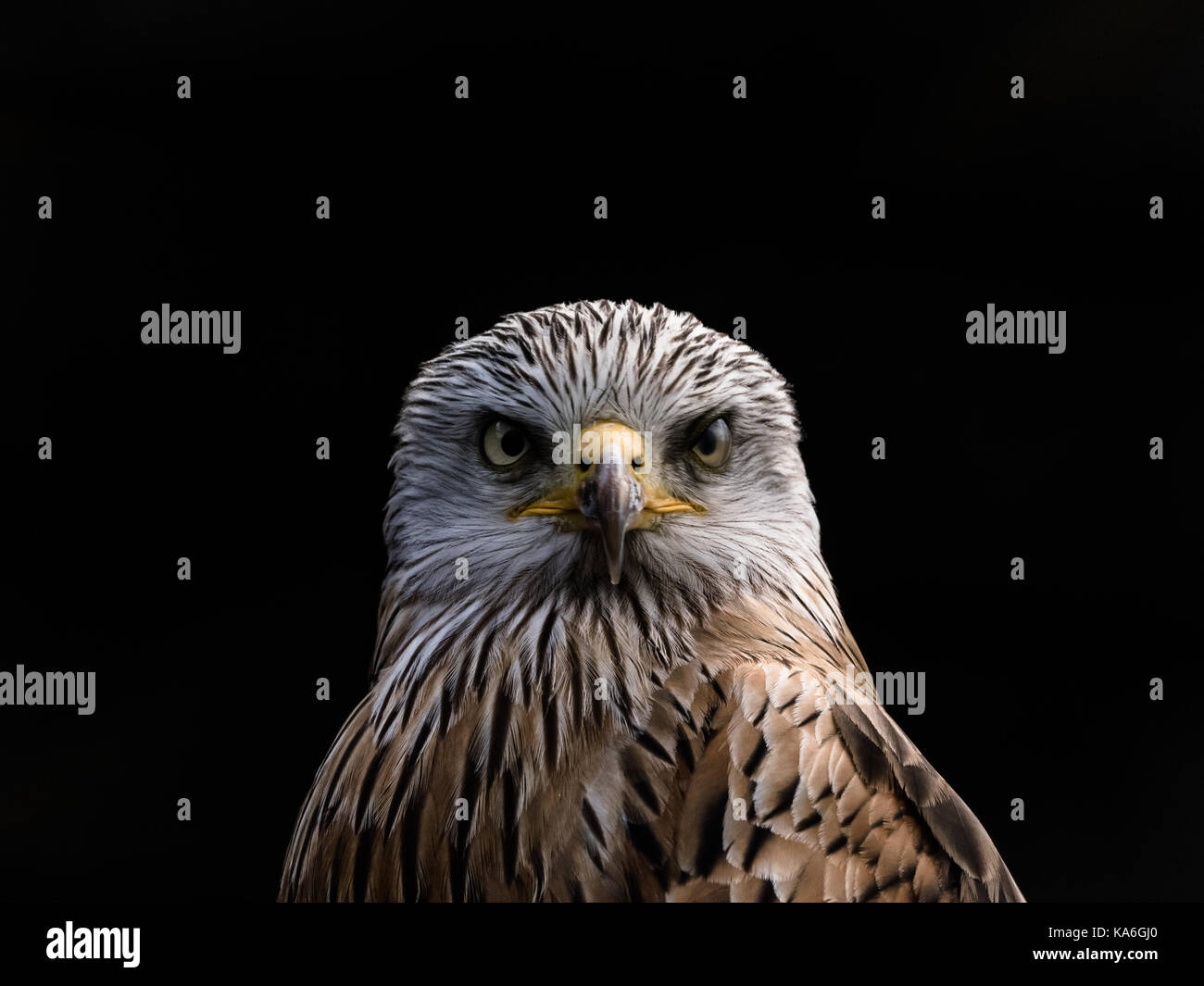 Red Kite close up head shot on dark background Stock Photo - Alamy