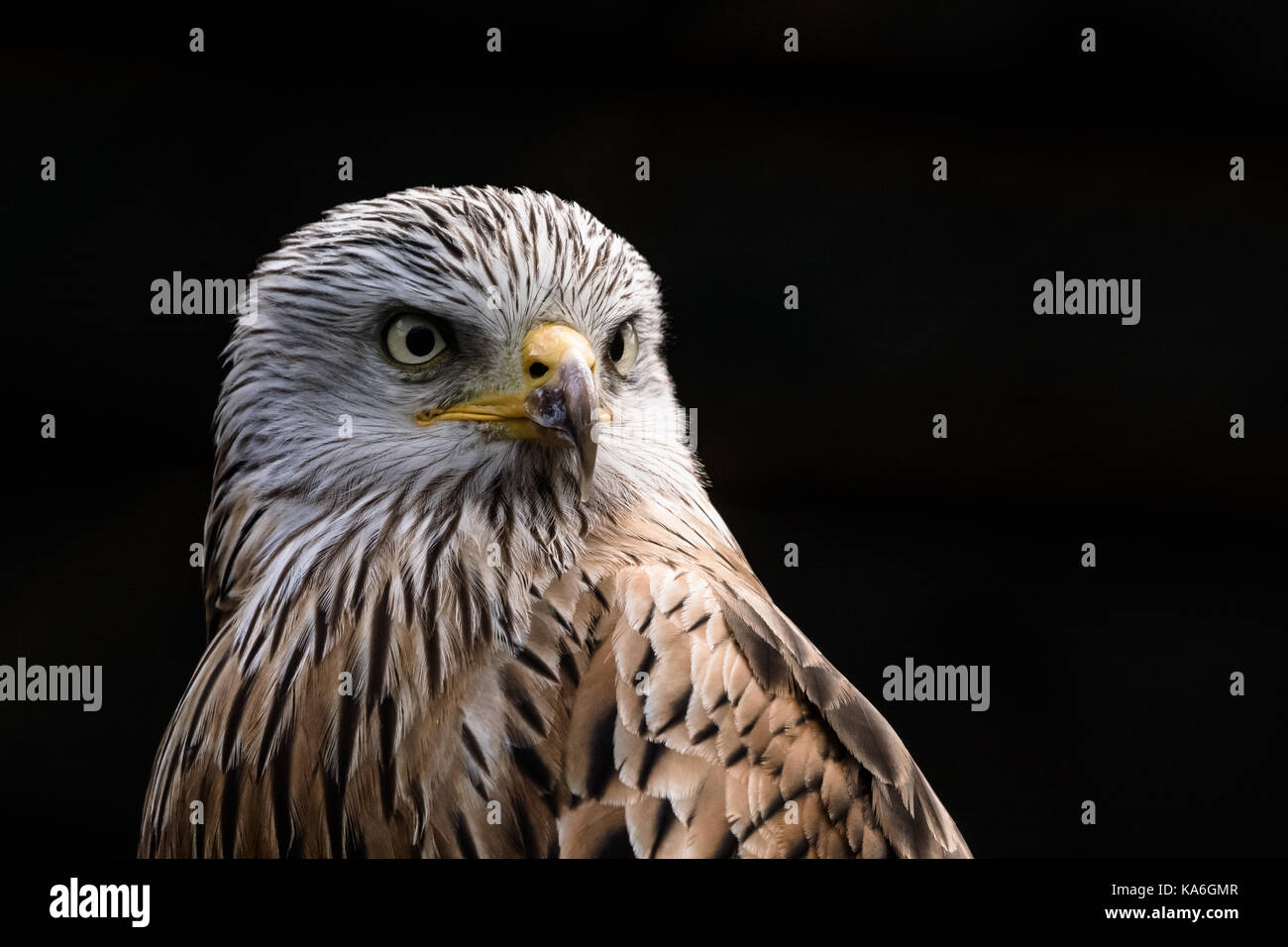 Red kite close hi-res stock photography and images - Alamy