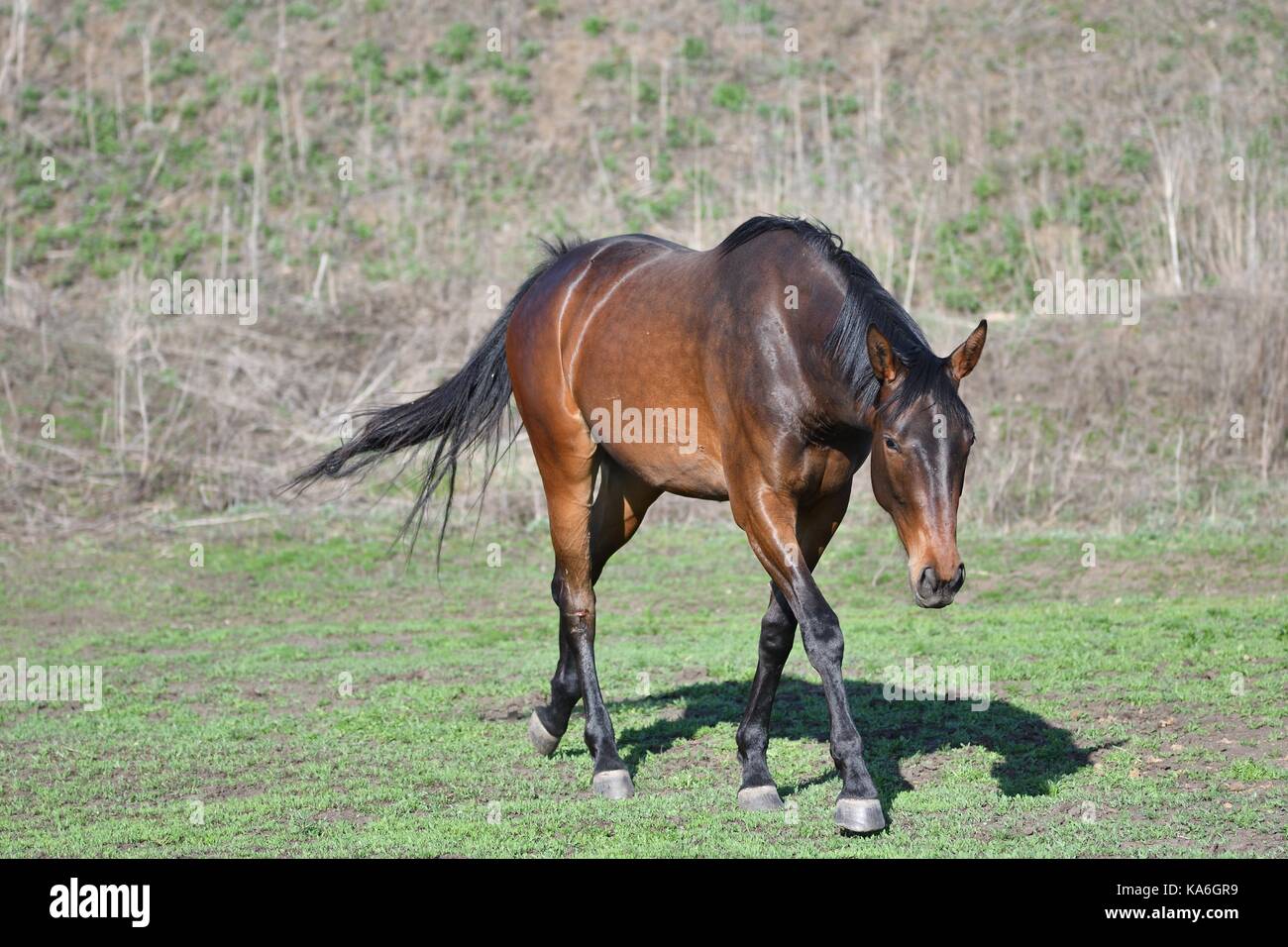 Horses on a farm in spring time Stock Photo - Alamy