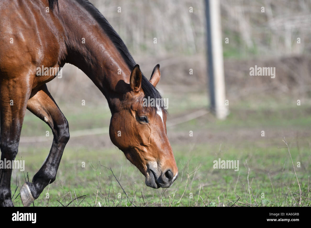 Horses on a farm in spring time Stock Photo - Alamy