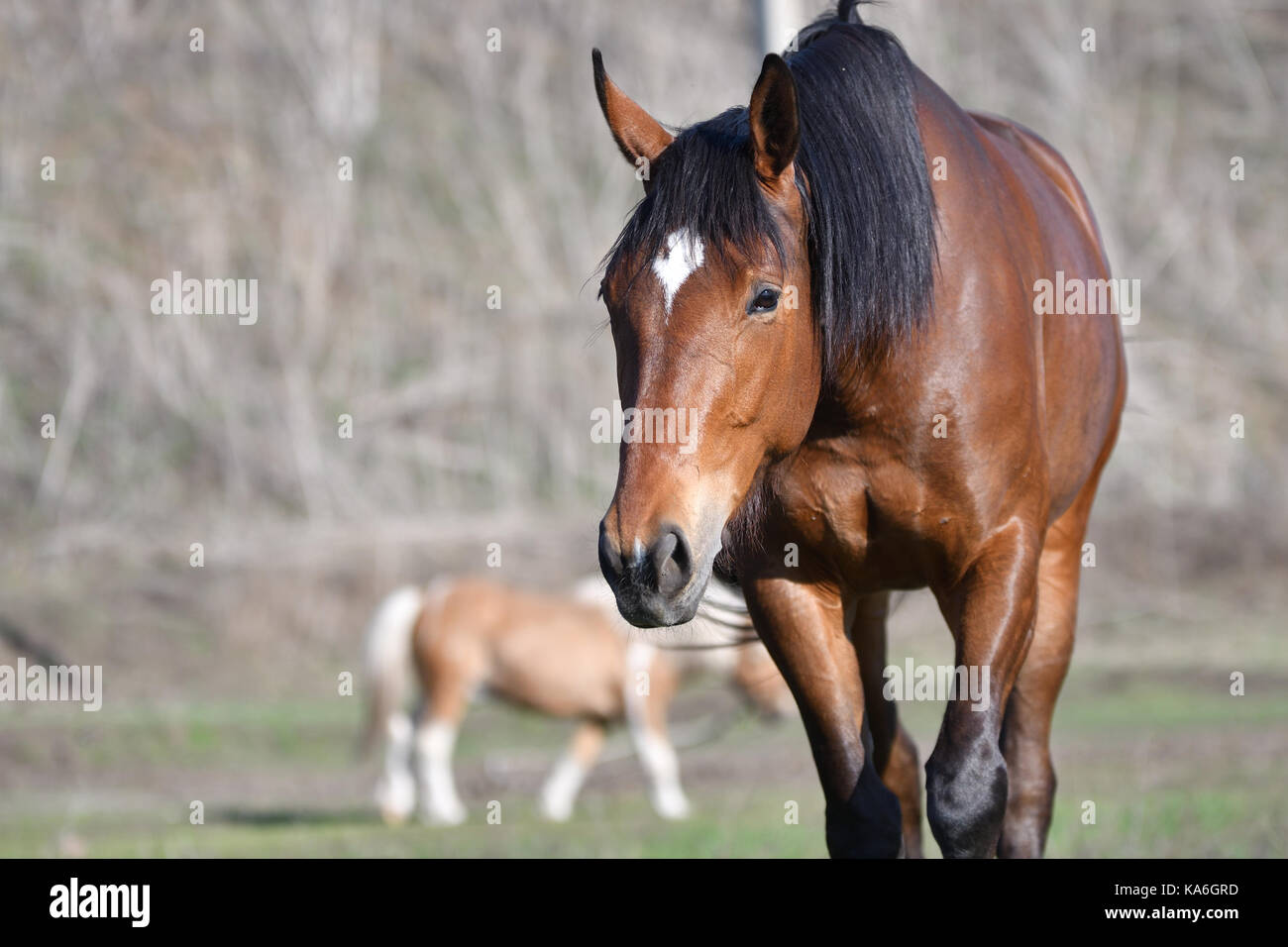Horses on a farm in spring time Stock Photo - Alamy