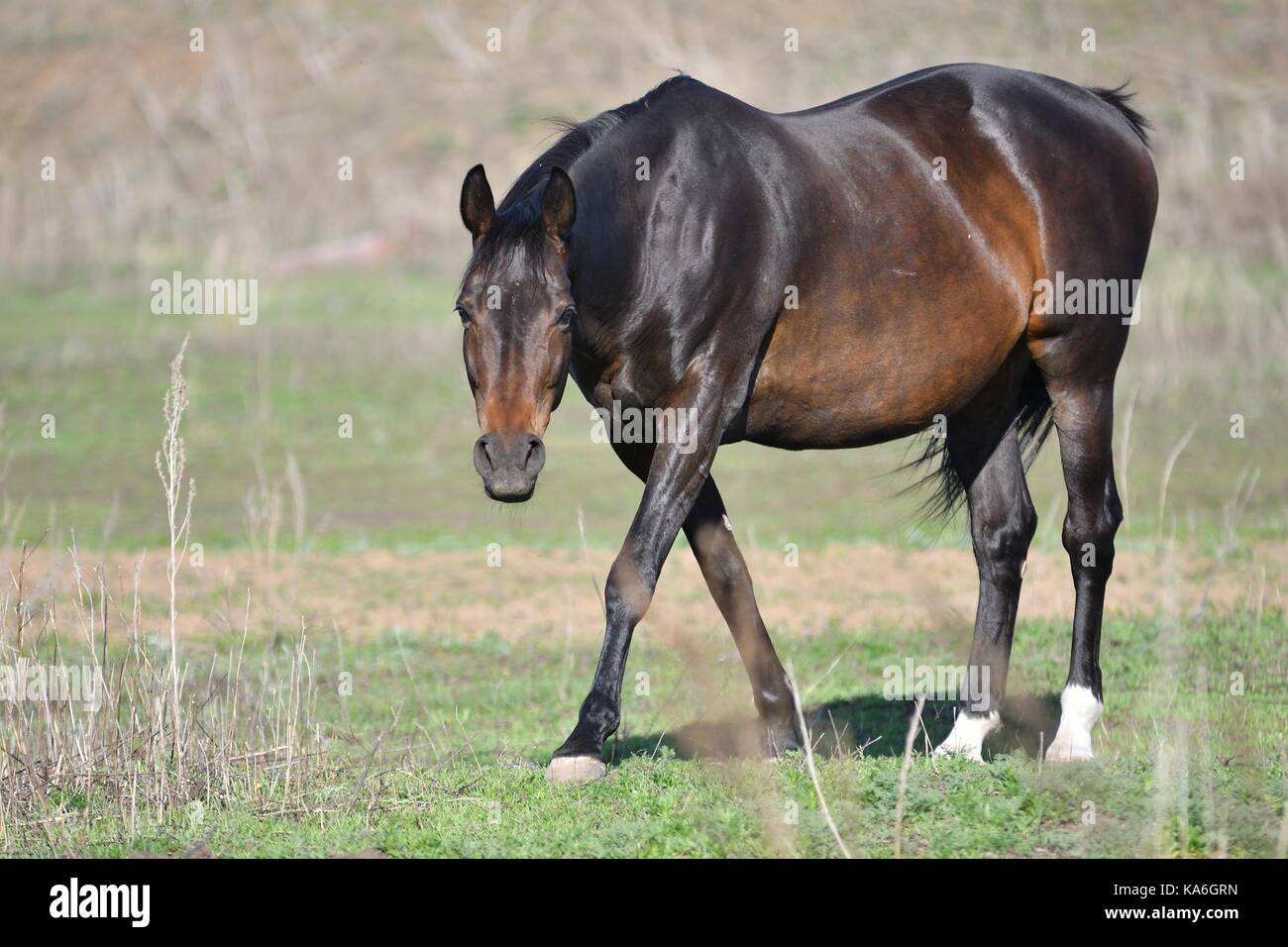 Horses on a farm in spring time Stock Photo - Alamy