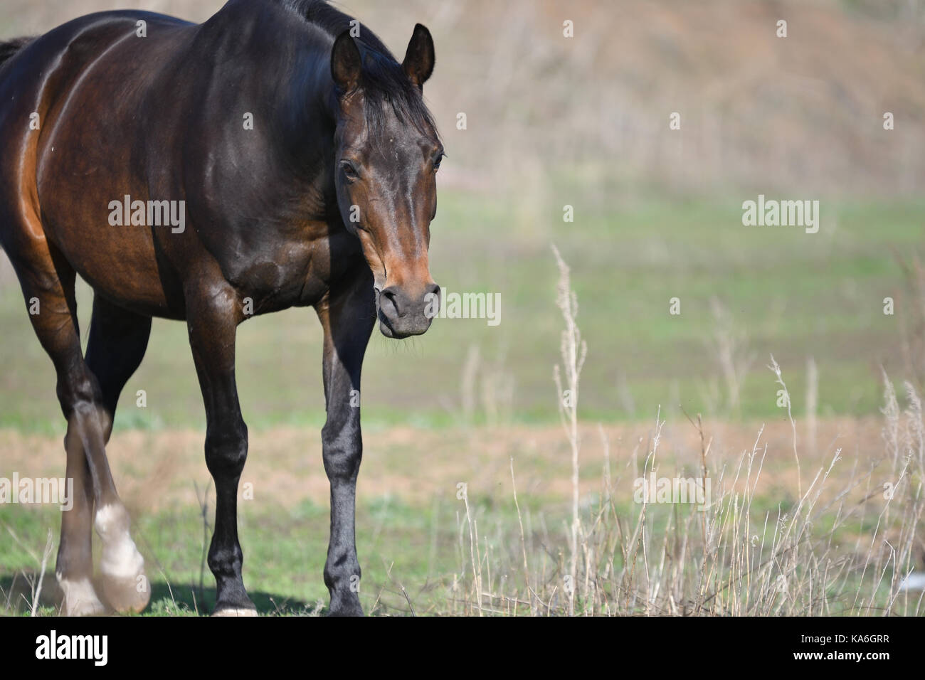 Horses on a farm in spring time Stock Photo - Alamy