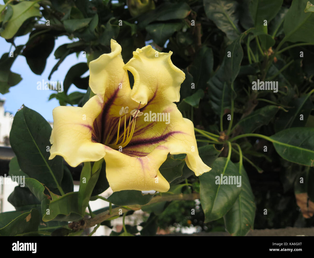 Cup of Gold Vine or Golden Chalice Vine (Solandra maxima Stock Photo ...