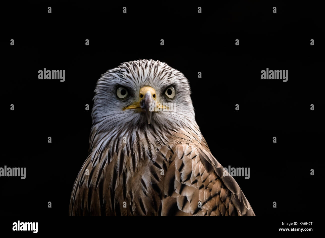 Red Kite close up head shot on dark background Stock Photo - Alamy