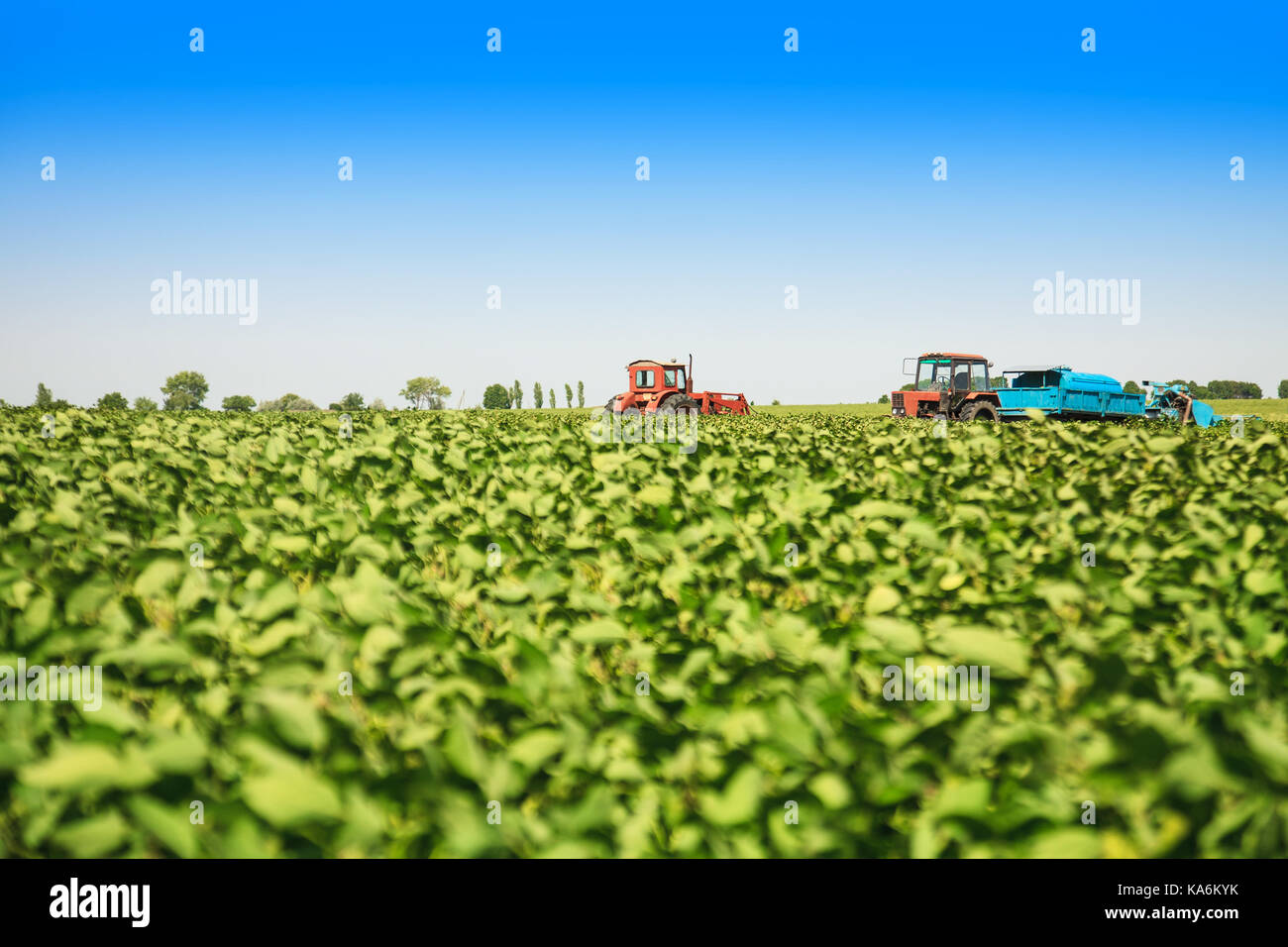Agricultural machines in a soy field in a bright sunny summer day Stock ...