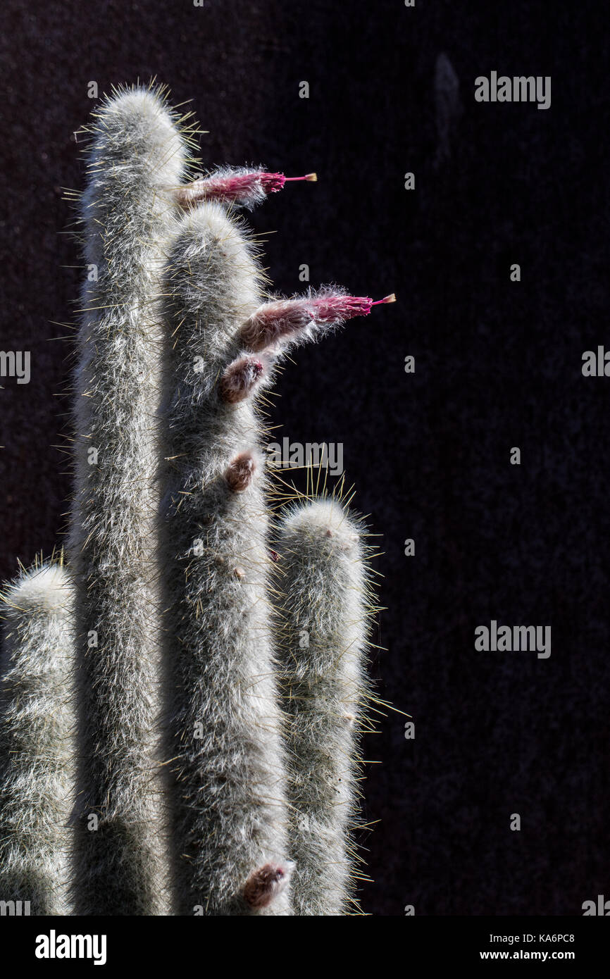 Spring flowers just starting to bloom on a cactus plant Stock Photo - Alamy