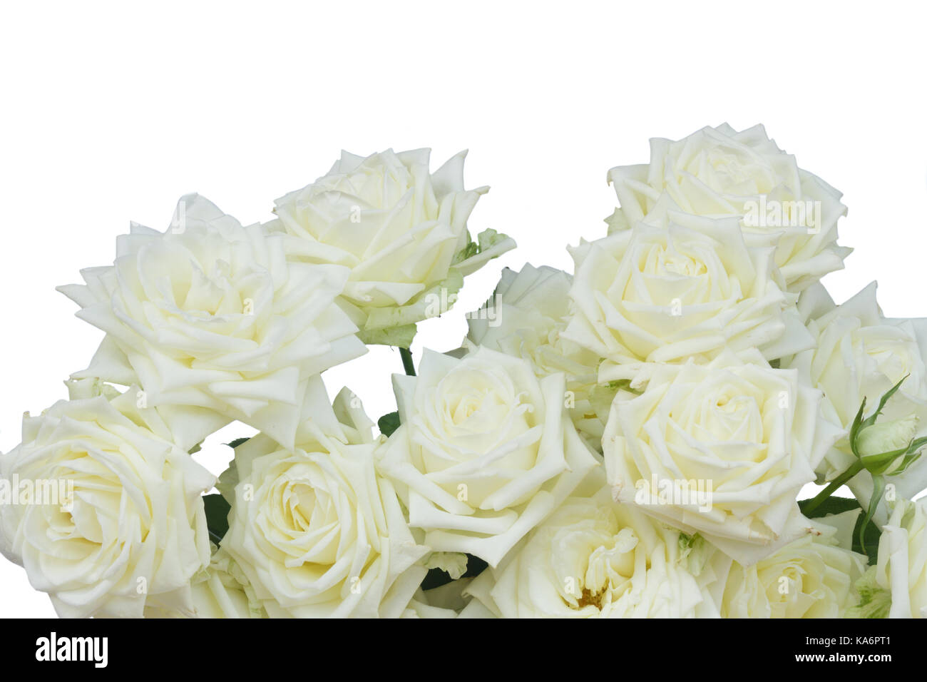 White blooming roses Stock Photo - Alamy